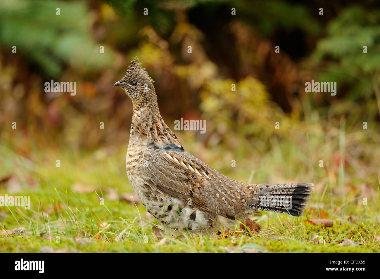 Ruffed grouse (Bonasa umbellus) Displaying male, Greater Sudbury ...