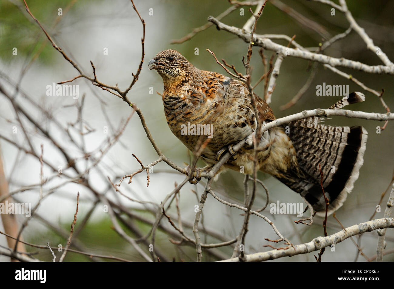 Ruffed grouse (Bonasa umbellus) eating twigs in aspen tree Greater ...