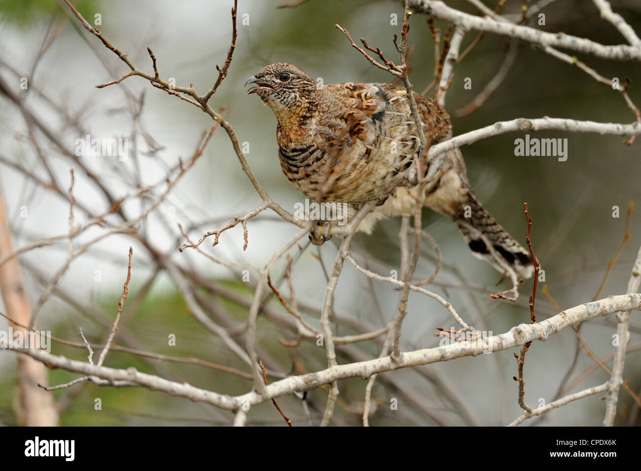 Ruffed grouse umbellus eating twigs hi-res stock photography and images ...