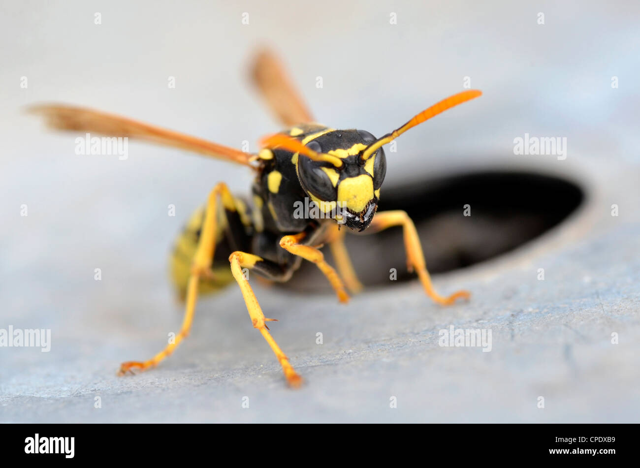 Wasp leg hi-res stock photography and images - Alamy