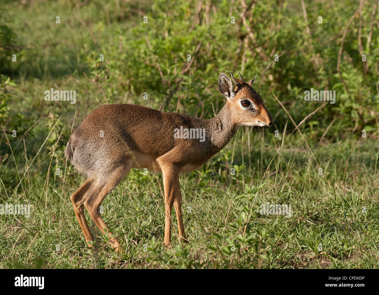 A Kirk's Dik-dik (Madoqua kirkii) first thing in the morning on the ...