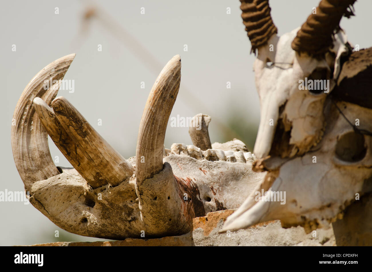 Hippopotamus jaw bone hi-res stock photography and images - Alamy