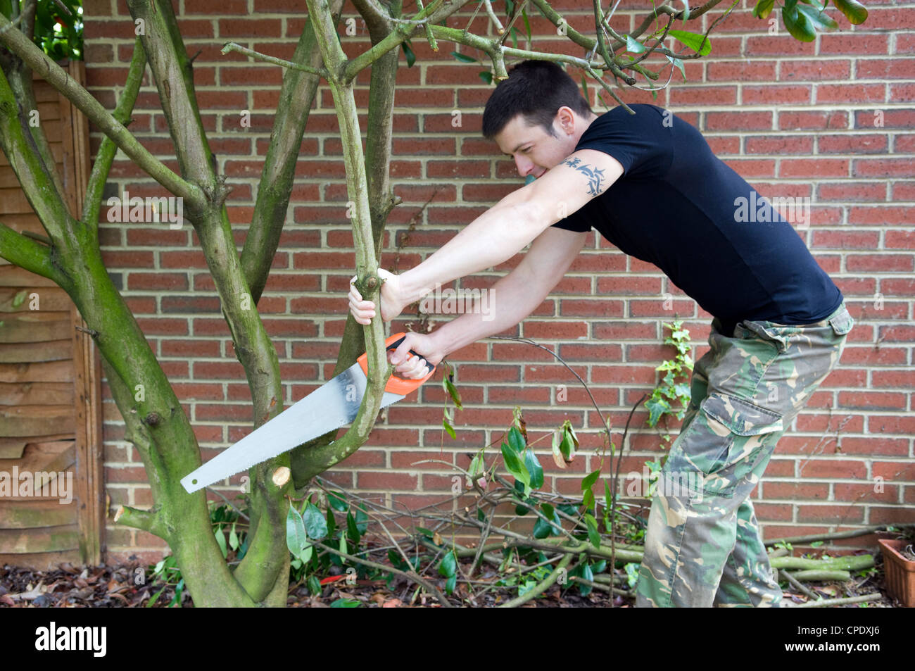 Hand saw and tree hi-res stock photography and images - Alamy