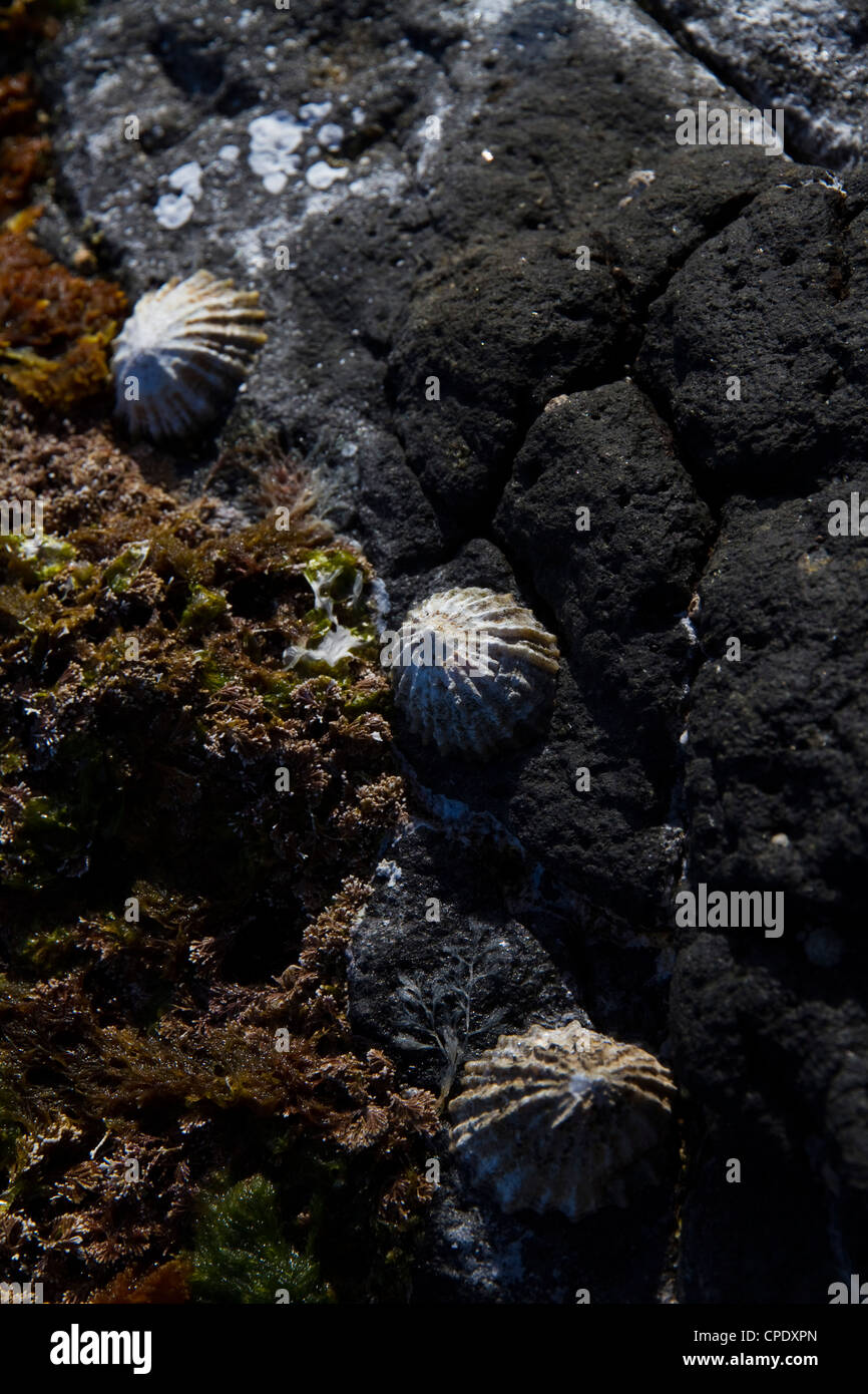 Cling on to life hi-res stock photography and images - Alamy