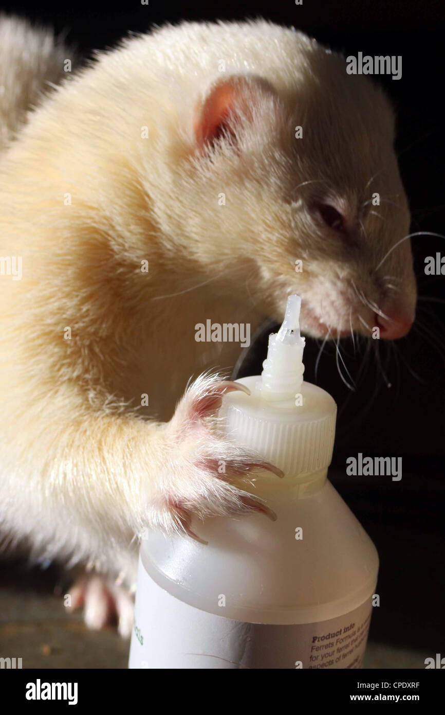 Polecat hybrid hi-res stock photography and images - Alamy