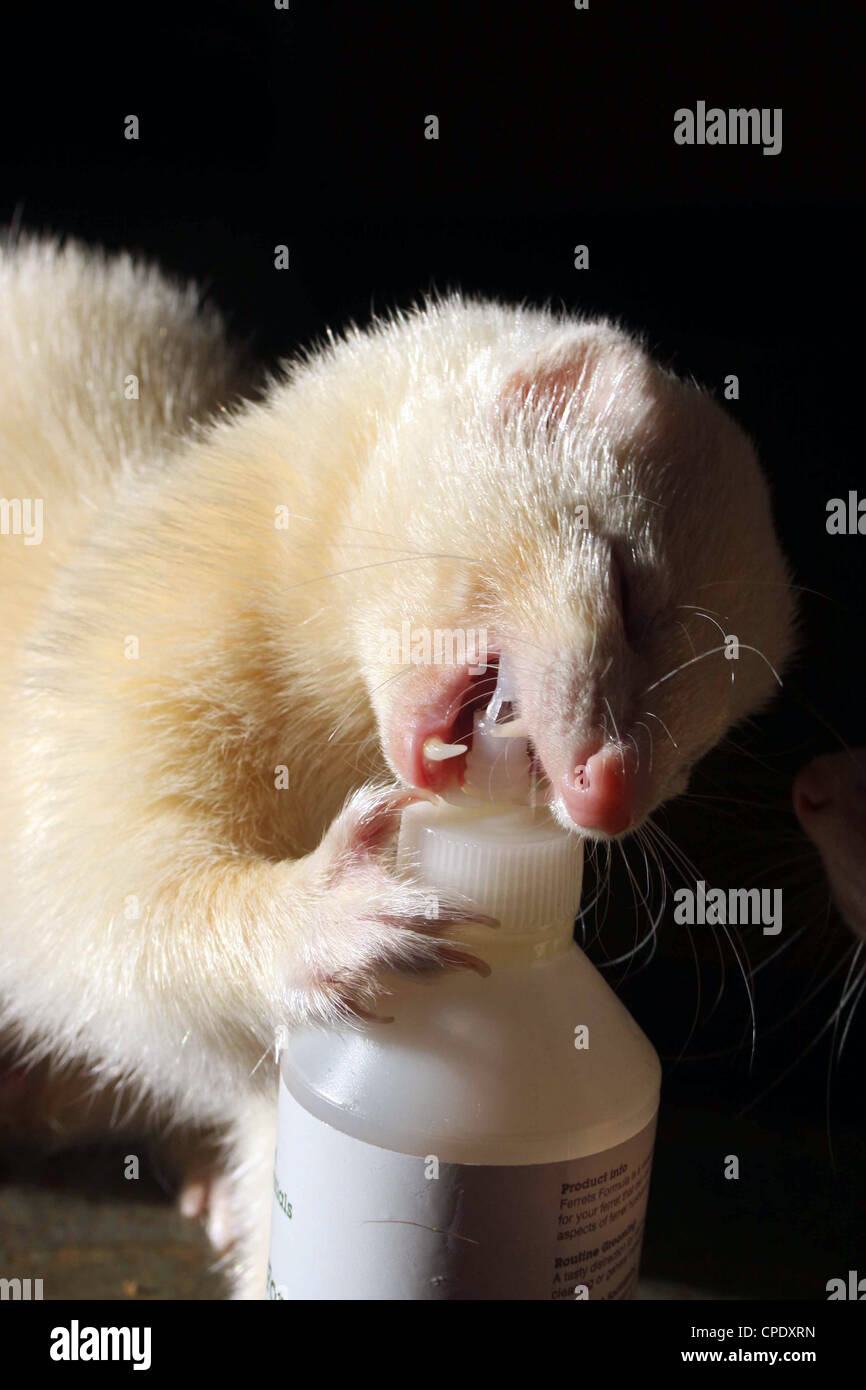 Polecat hybrid hi-res stock photography and images - Alamy