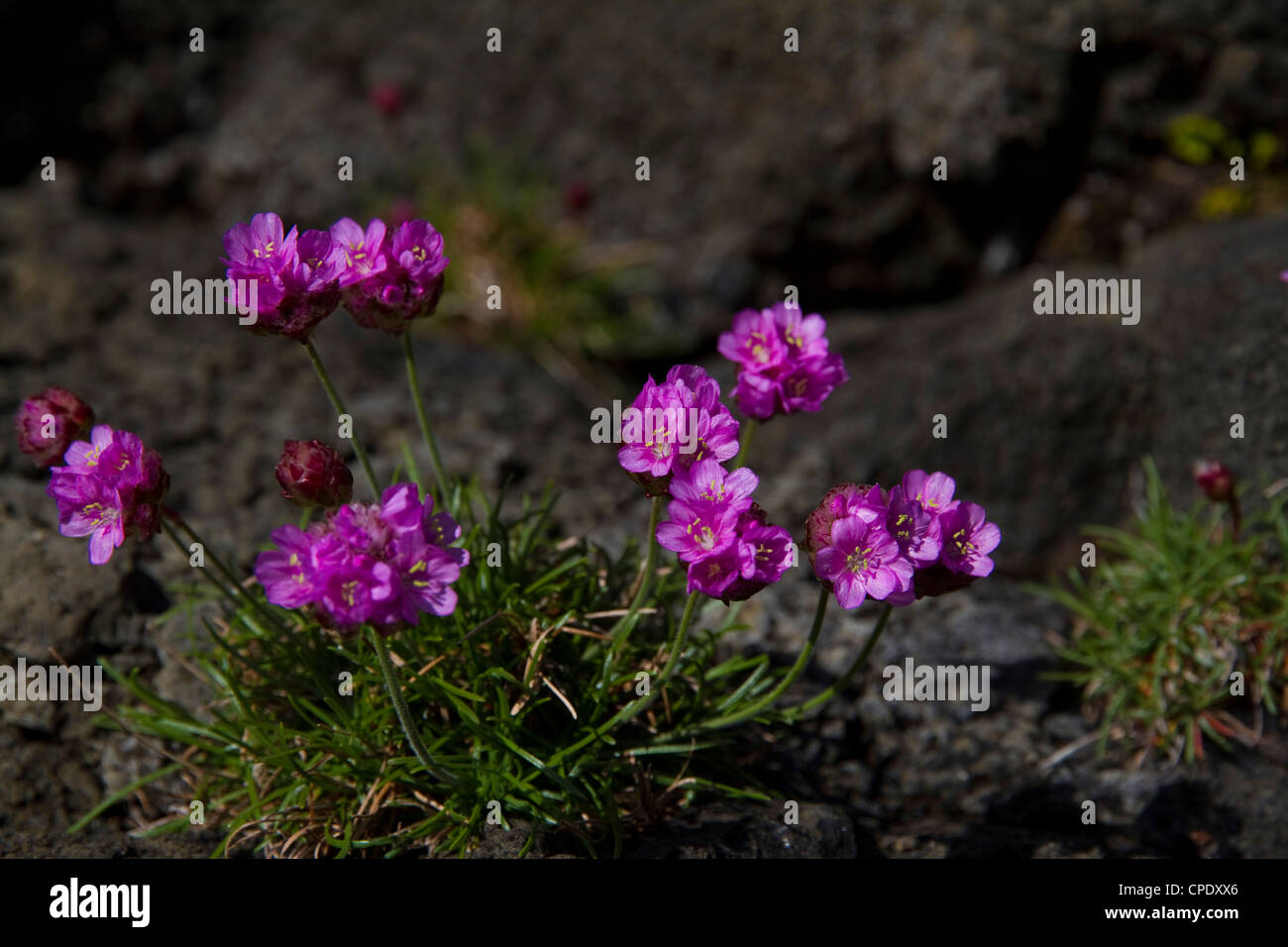 Pink thrift armeria maritima hi-res stock photography and images - Alamy