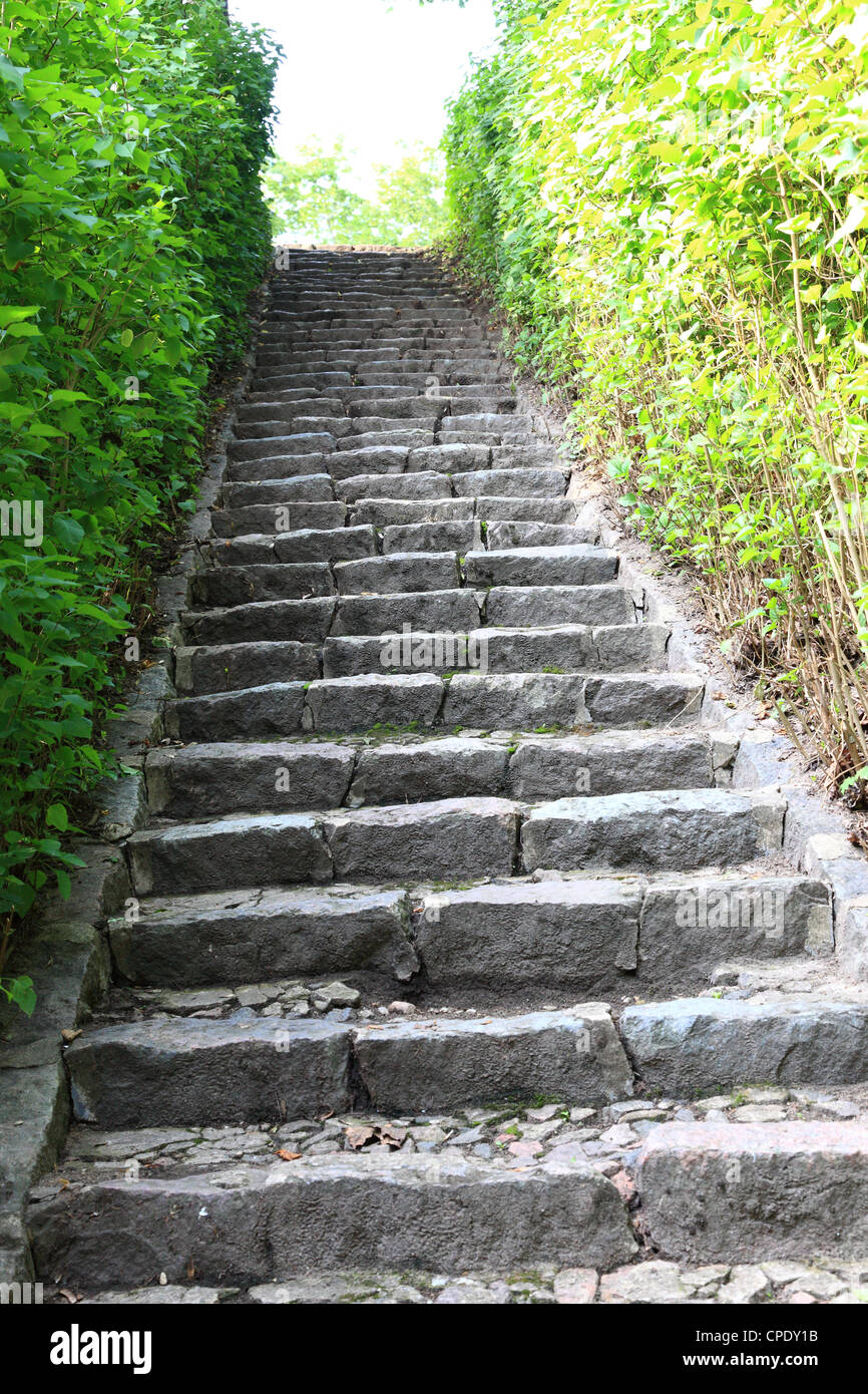 Concrete stairs in the jungle nature outdoor Stock Photo - Alamy