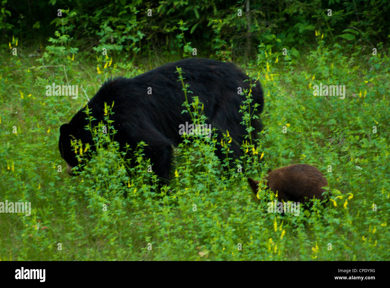 Riding mountain national park bear cub hi-res stock photography and ...