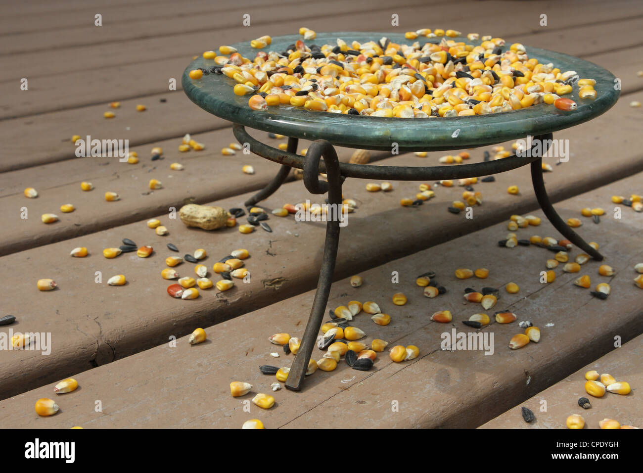 Squirrel corn hi-res stock photography and images - Alamy