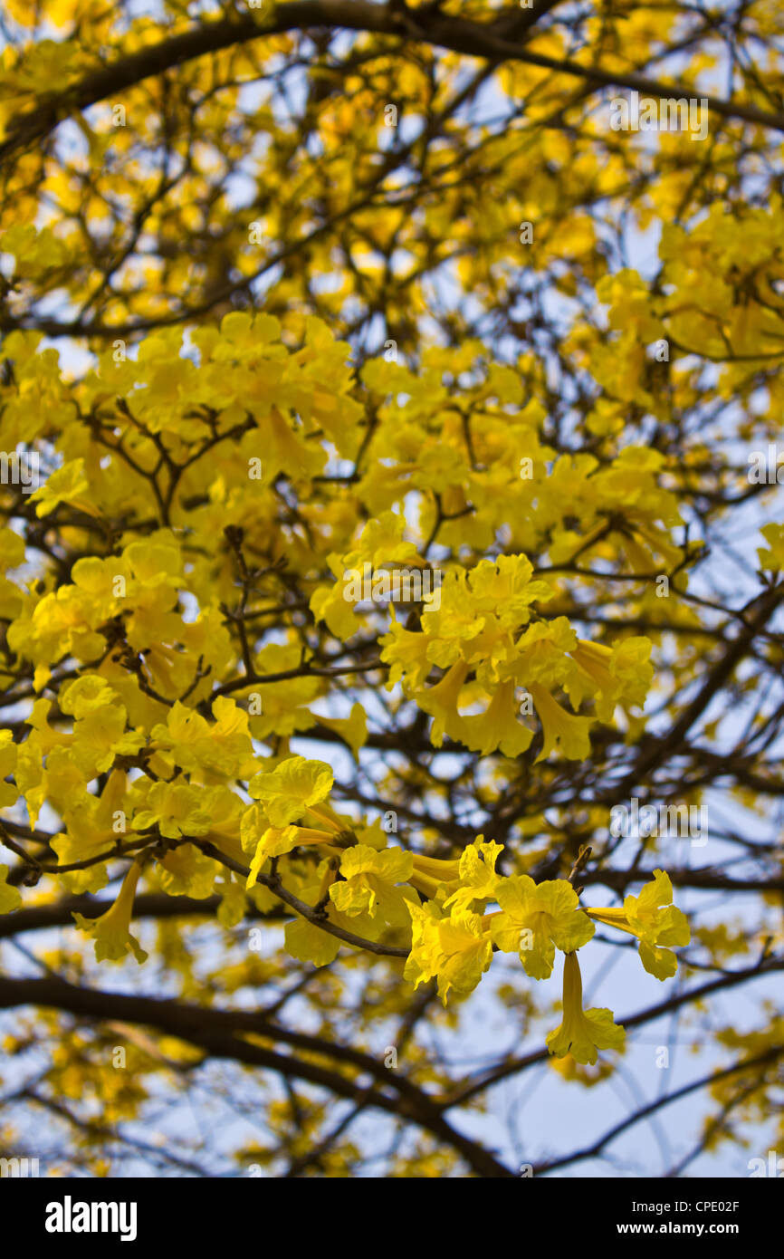 Golden tabebuia hi-res stock photography and images - Alamy