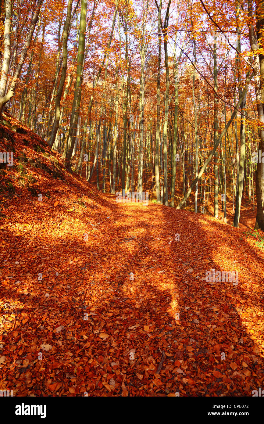 Fall in Park beautiful autumn yellow wood tree Stock Photo - Alamy