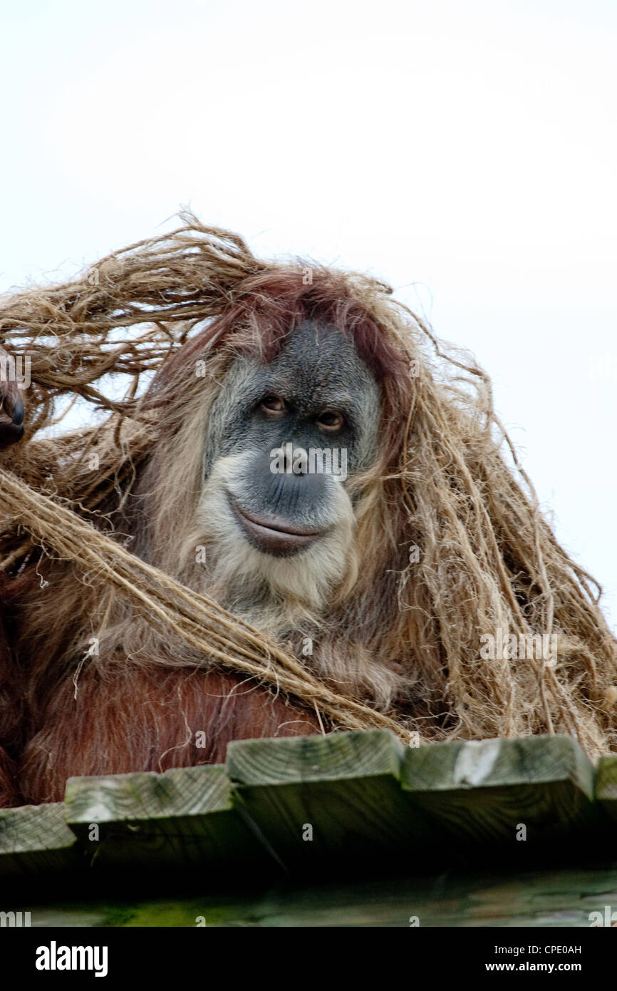 Orangutan Primate Hairy Stock Photo - Alamy