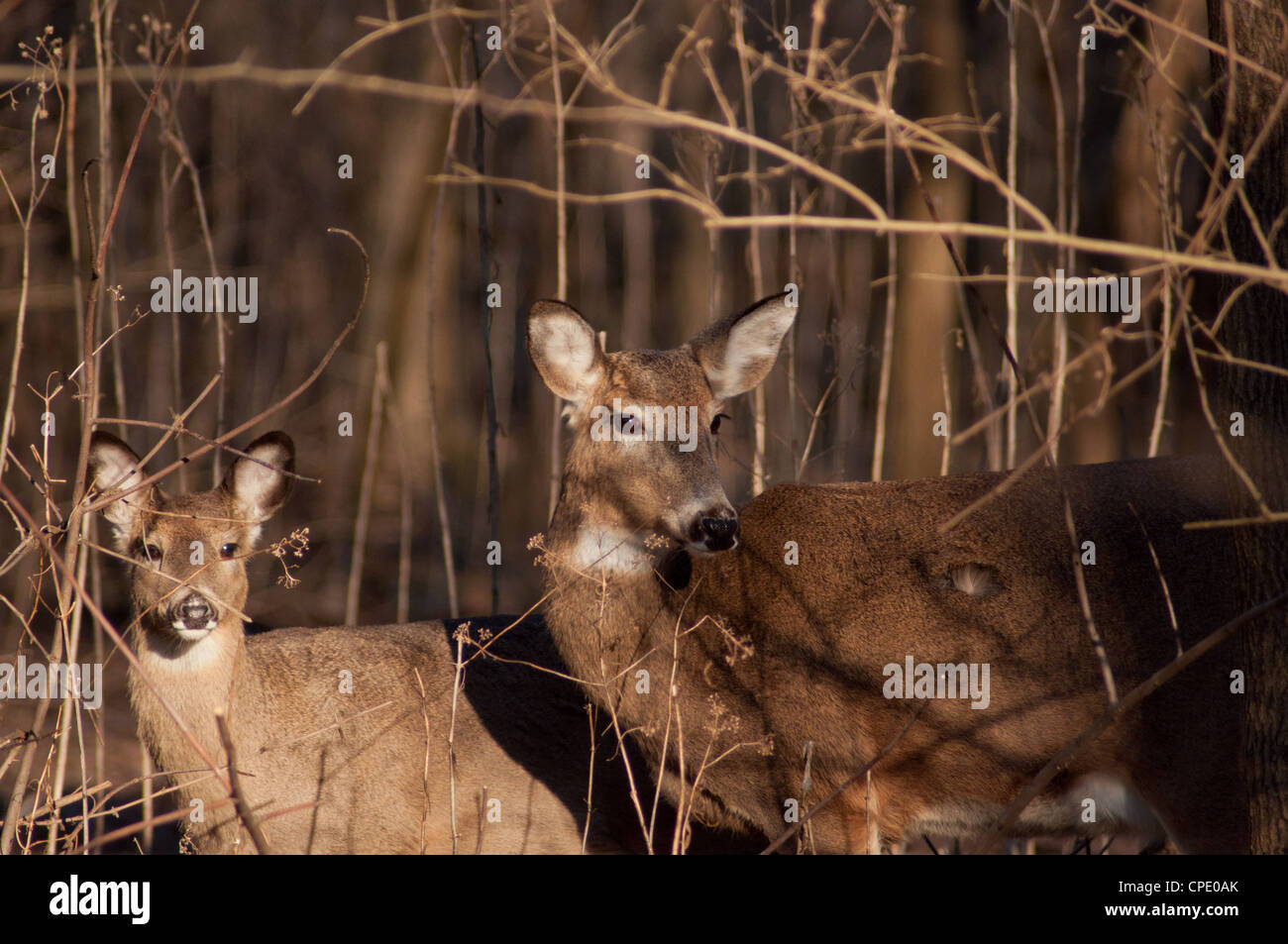 Two whitetail deer in woods thicket of trees looking forward and to the ...