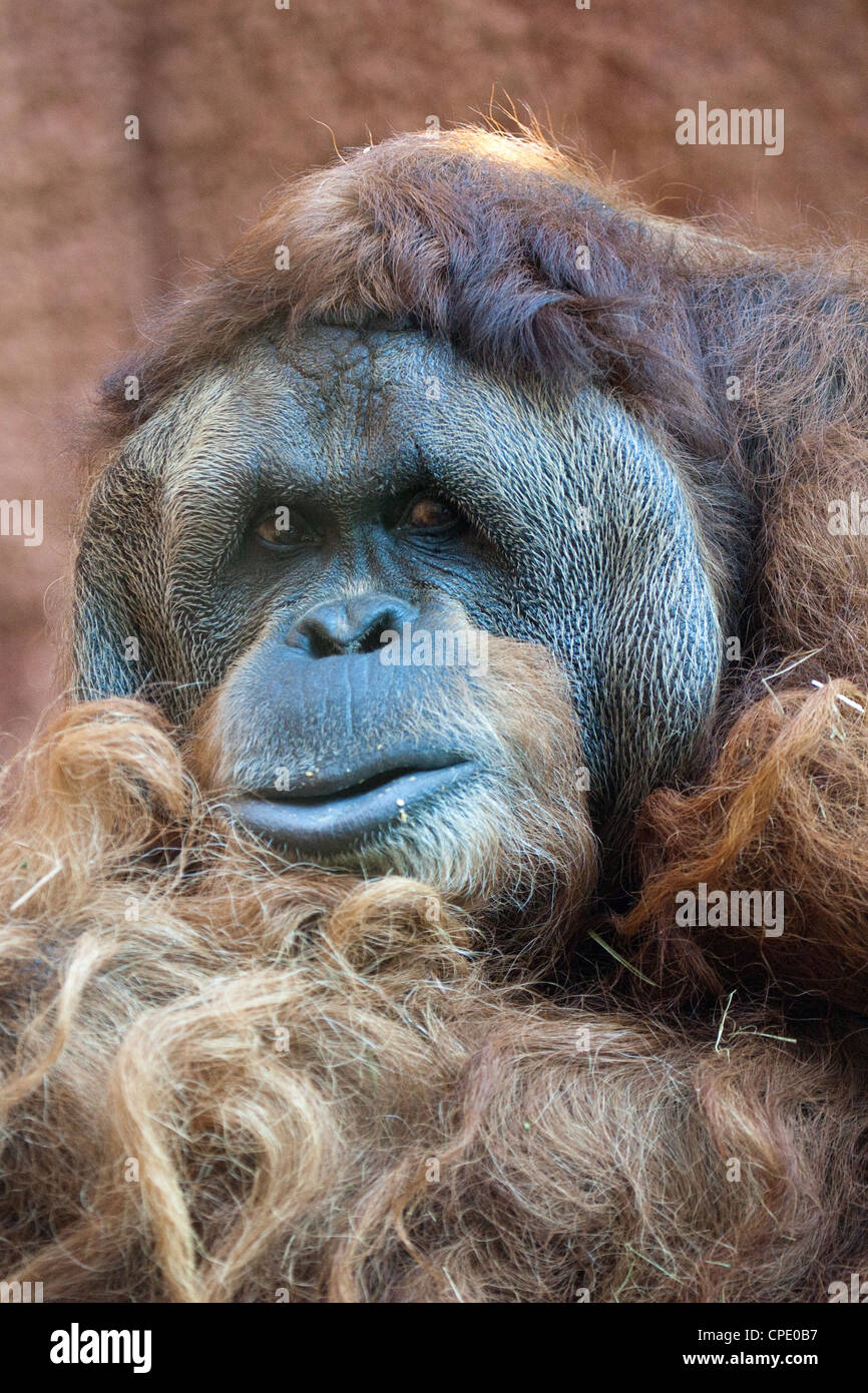 Orangutan Primate Hairy Stock Photo - Alamy