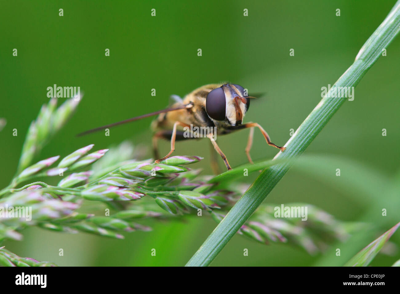 Grass hoverfly hi-res stock photography and images - Alamy