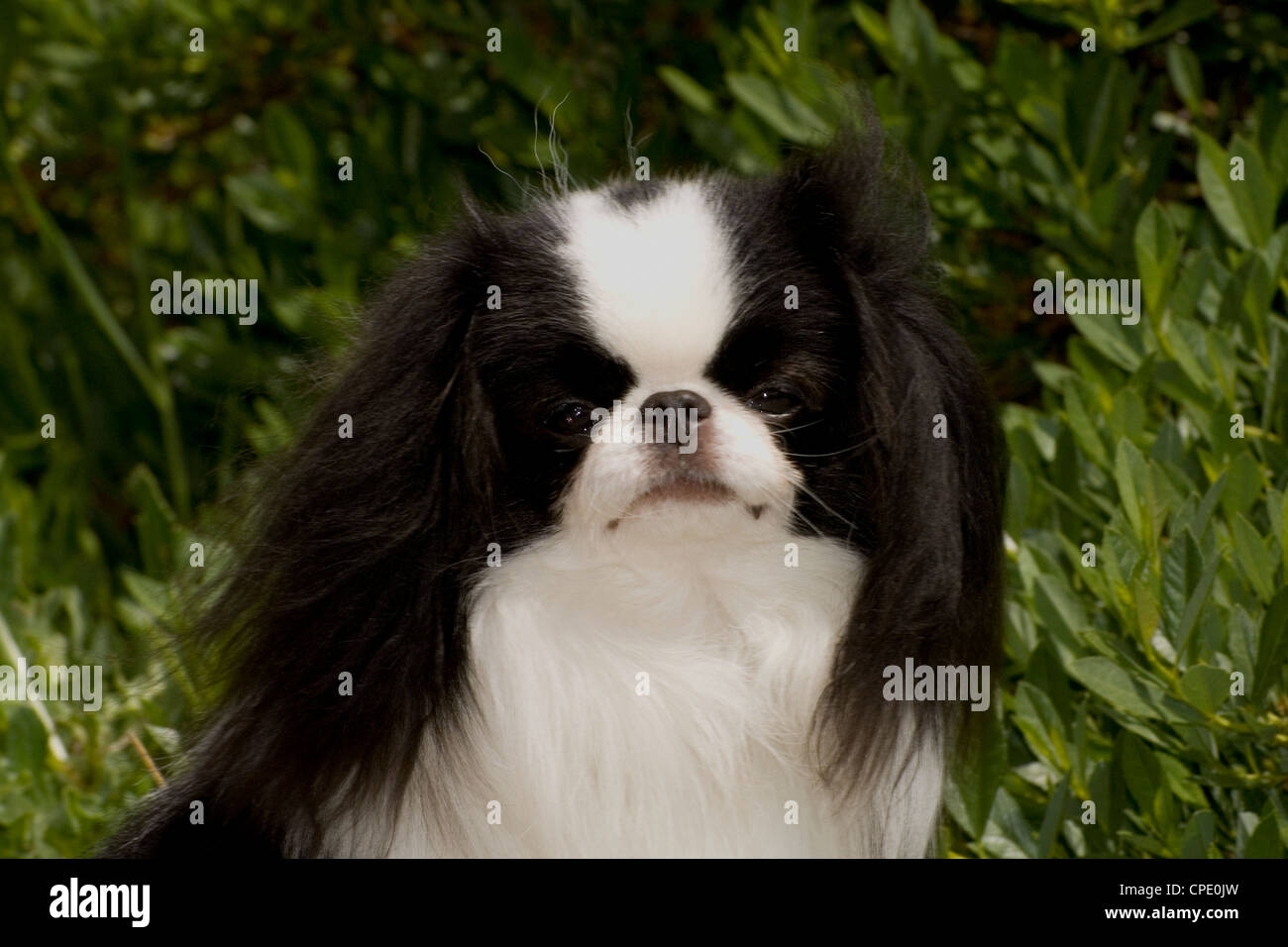 Miniature Japanese Chin