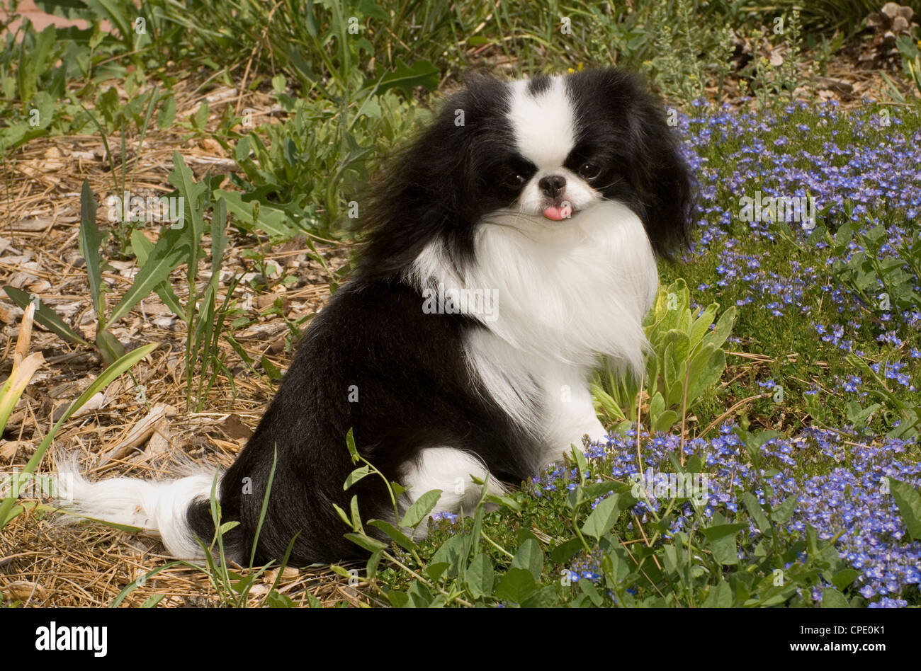 Japanese Chin sitting by flowers Stock Photo - Alamy