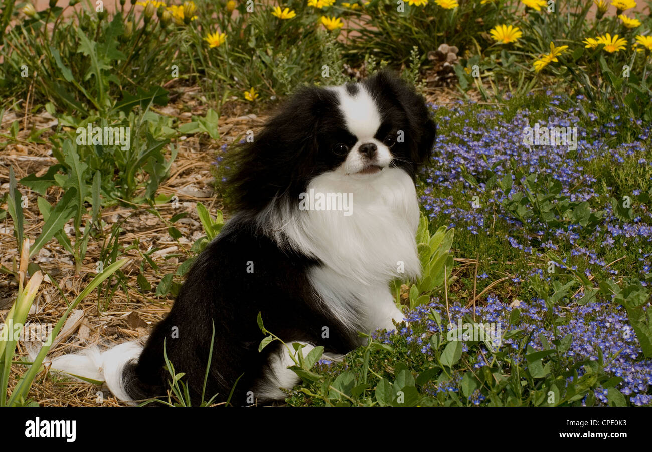 Japanese chin sitting flowers hi-res stock photography and images - Alamy