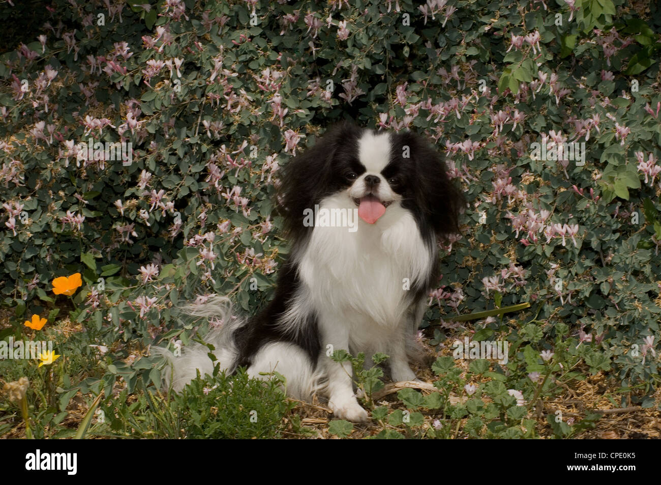 Japanese Chin sitting by flowers Stock Photo - Alamy