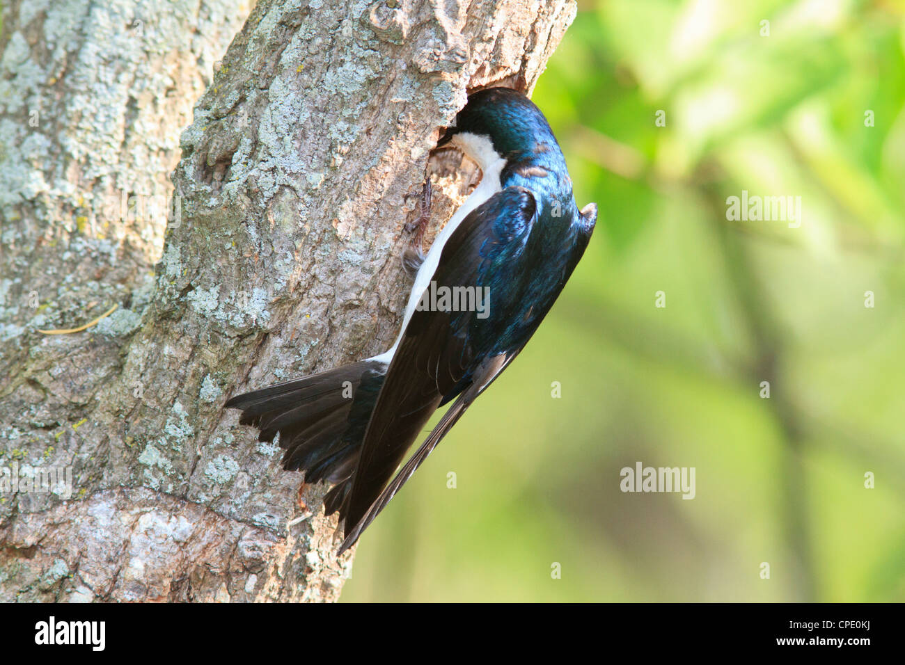 Male tree swallow (Tachycineta bicolor) examining a potential nesting ...