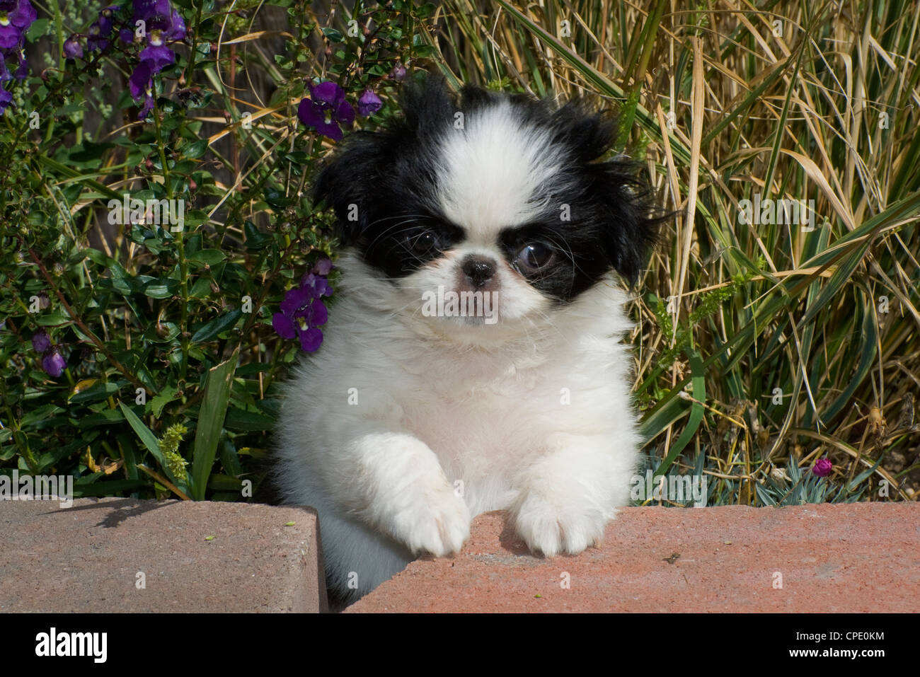 Japanese spaniel puppy hi-res stock photography and images - Alamy