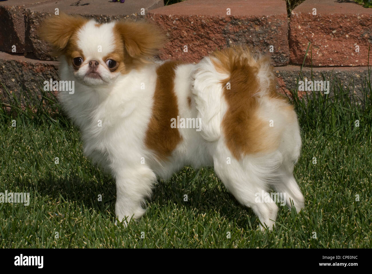 Dog japanese chin japanese spaniel hi-res stock photography and images ...