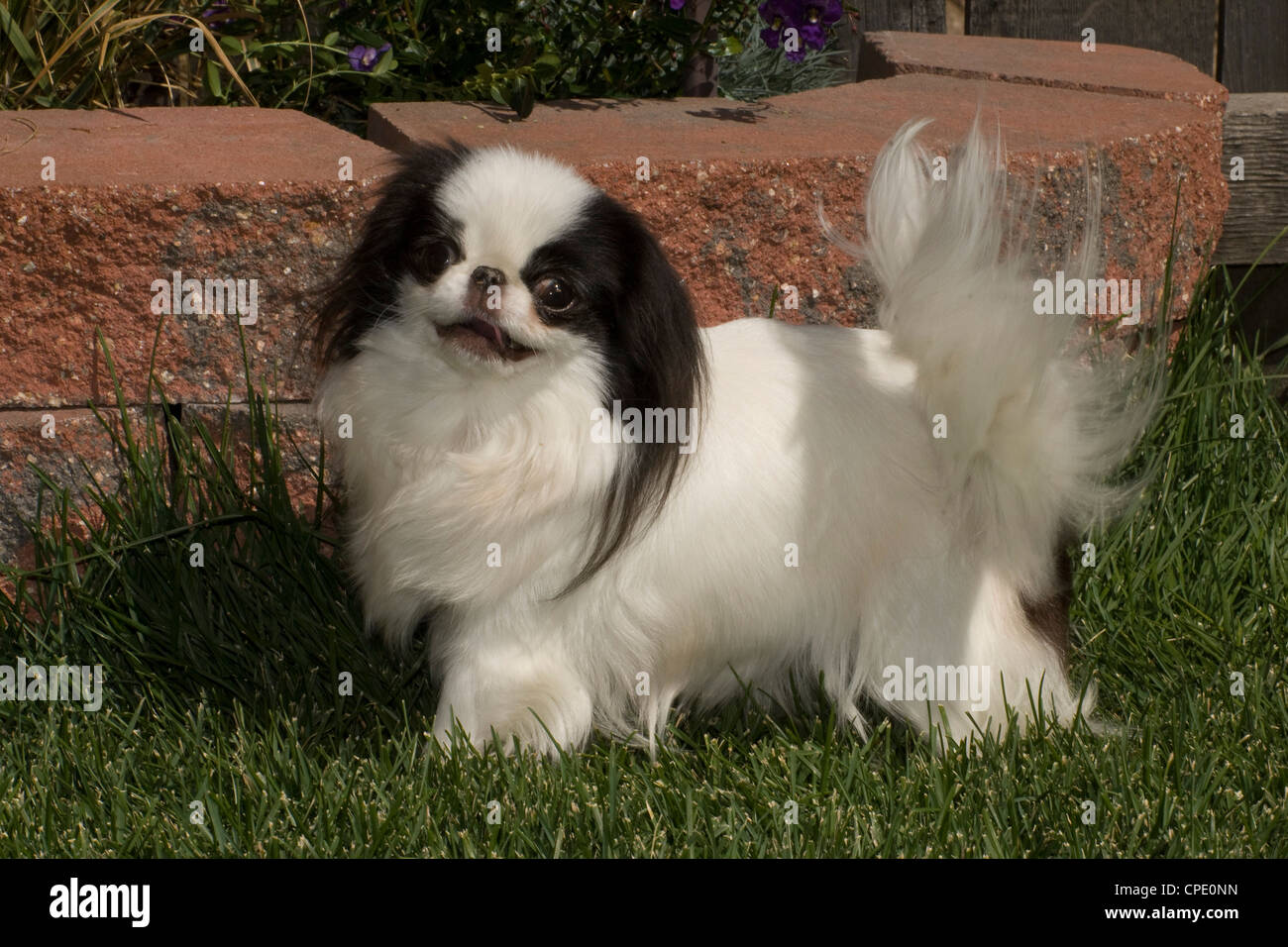 Japanese Chin standing by flowers Stock Photo - Alamy