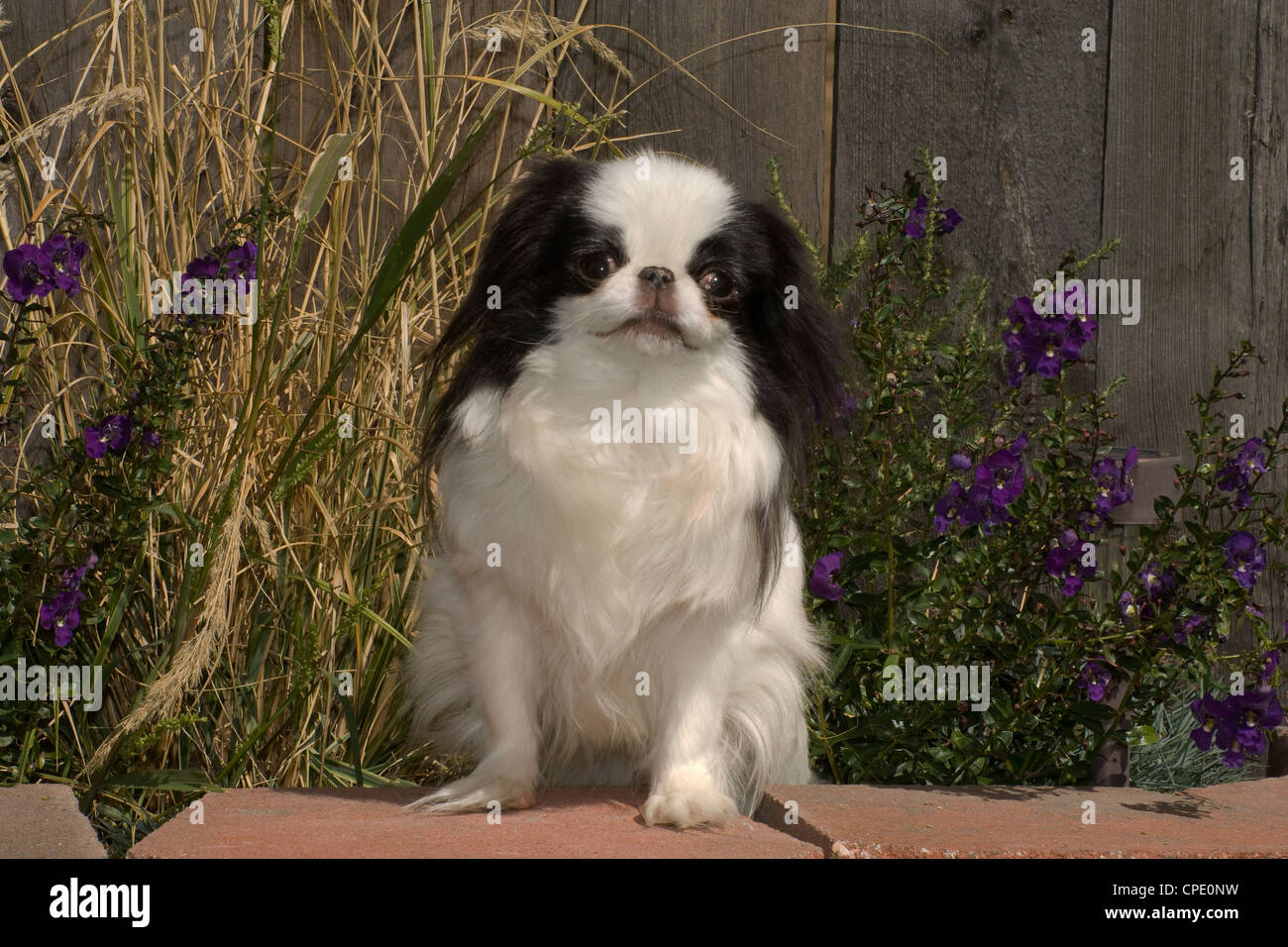 Japanese chin hi-res stock photography and images - Alamy