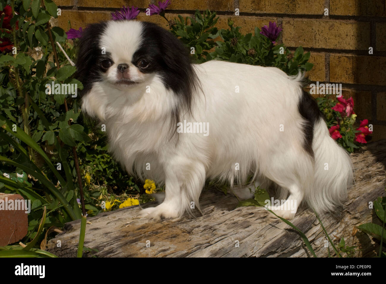 Japanese Chin standing by flowers Stock Photo - Alamy
