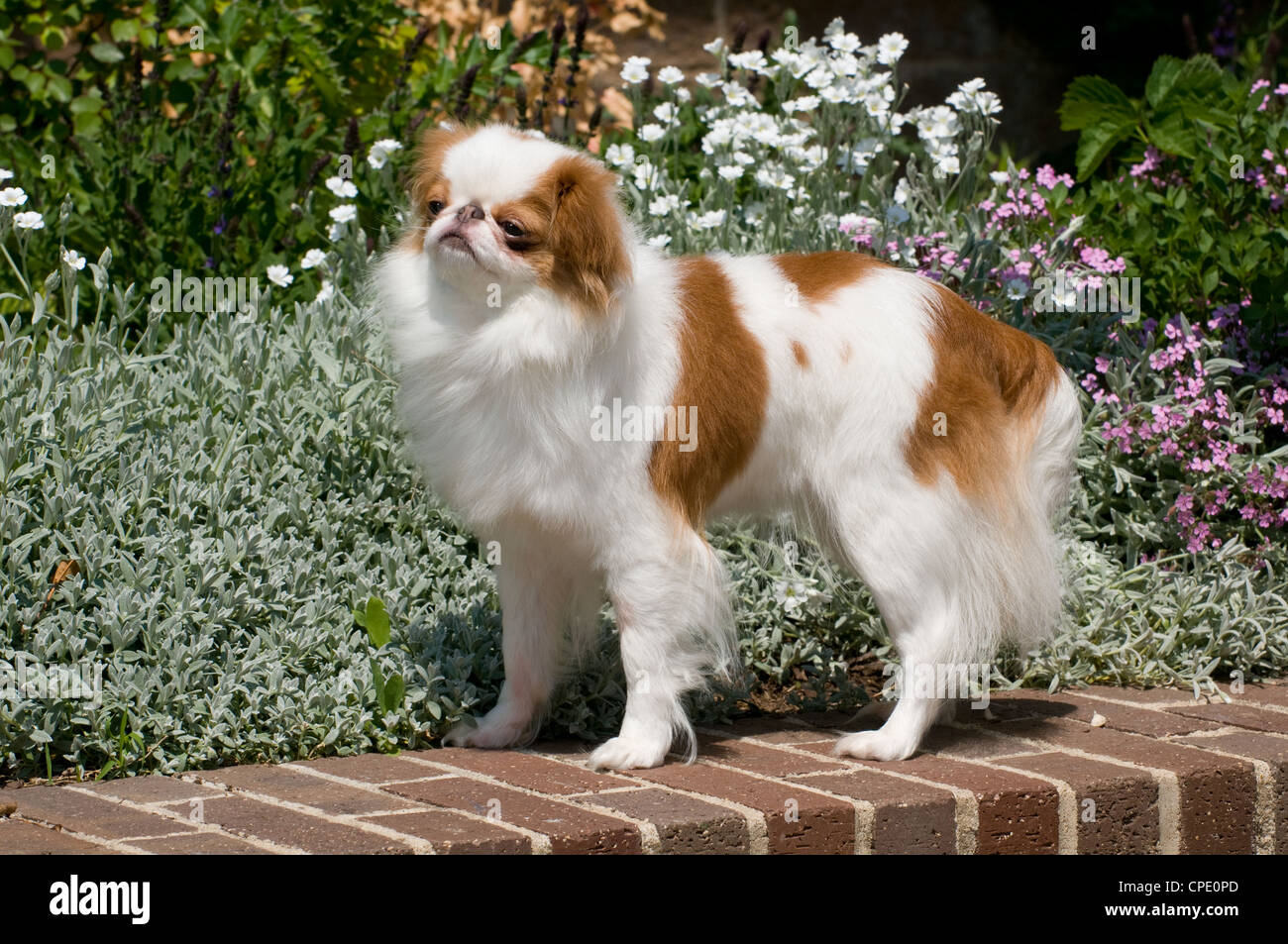 Japanese Chin standing with flowers behind Stock Photo - Alamy