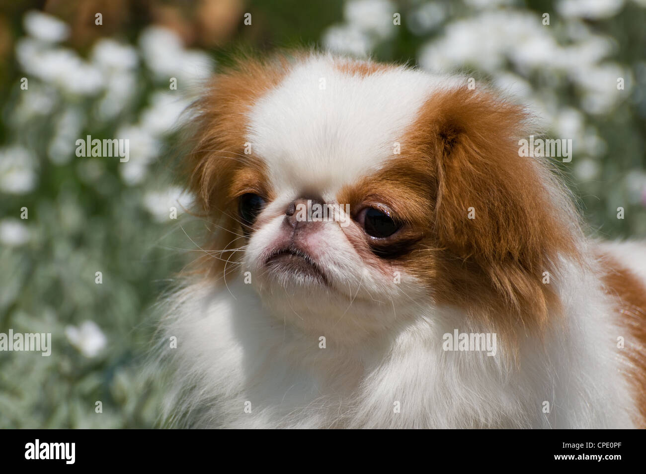 Japanese Chin-head shot Stock Photo - Alamy