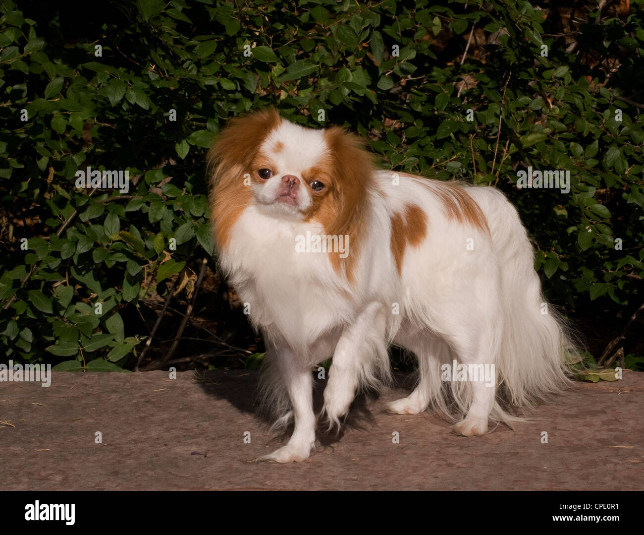 Japanese Chin standing with flowers behind Stock Photo - Alamy