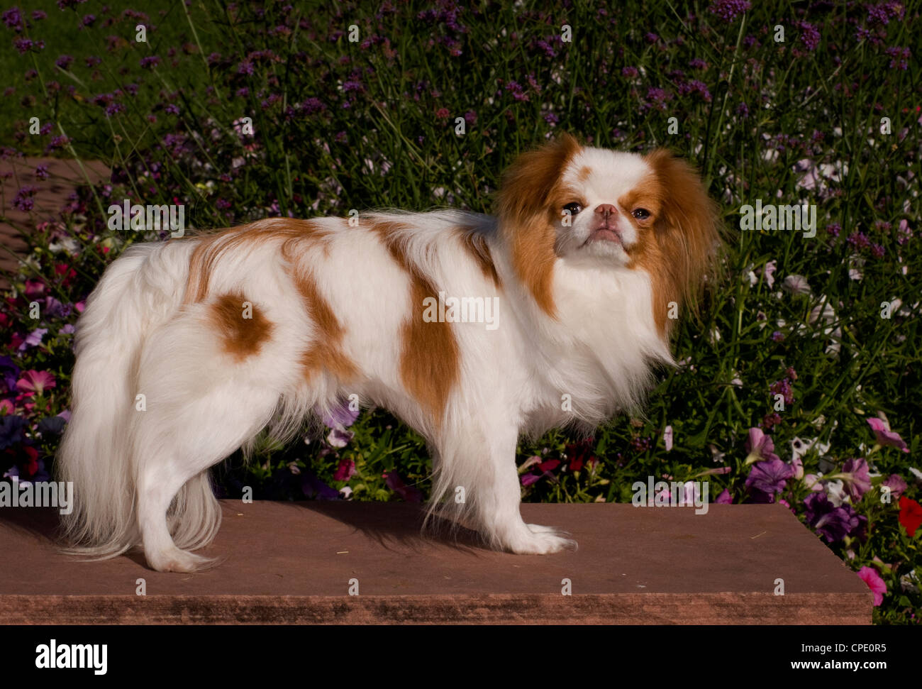 How To Cut A Japanese Chin