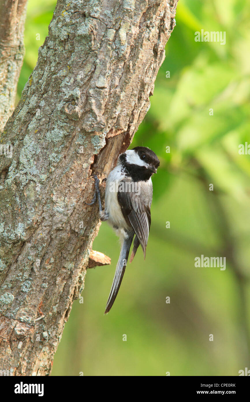 Chickadee nest hi-res stock photography and images - Alamy