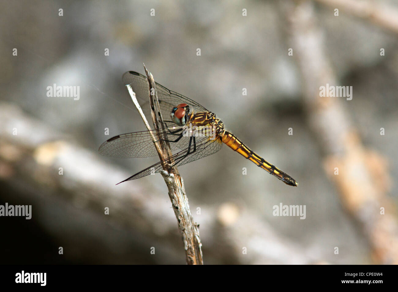 Female blue dasher dragonfly (Pachydiplax longipennis Stock Photo - Alamy
