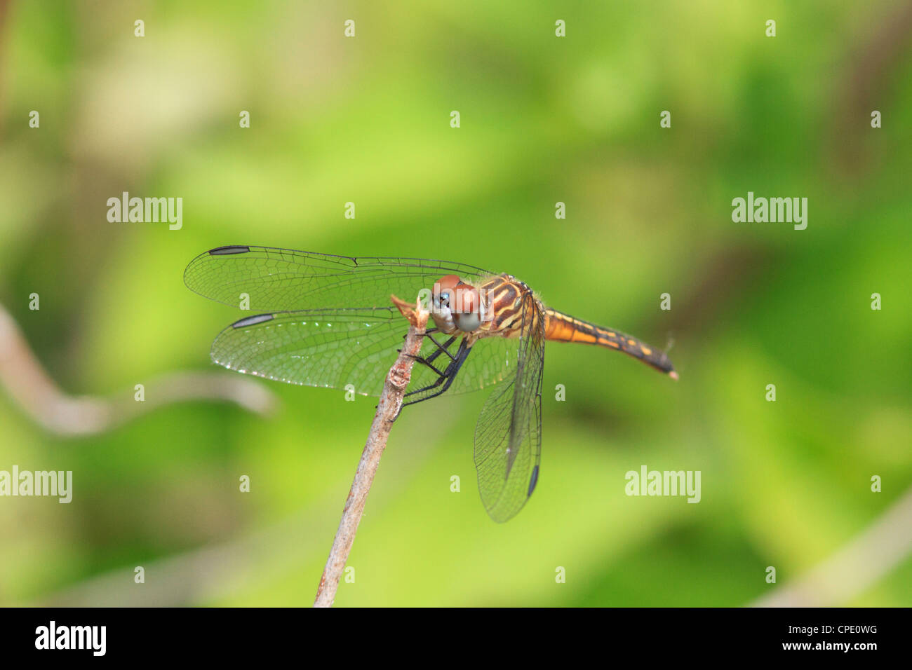 Female blue dasher dragonfly (Pachydiplax longipennis Stock Photo - Alamy