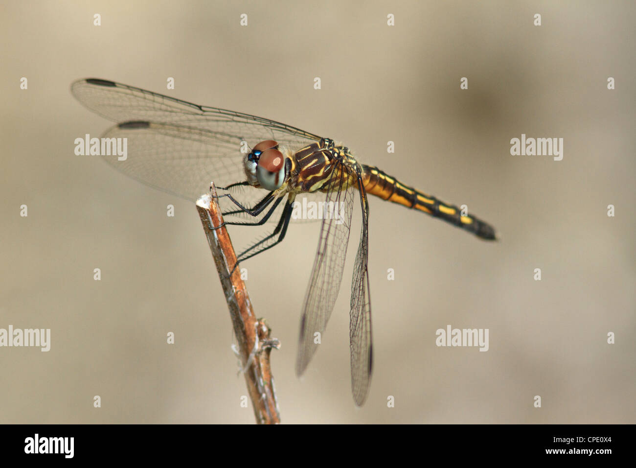 Blue Dasher Dragonfly Male And Female