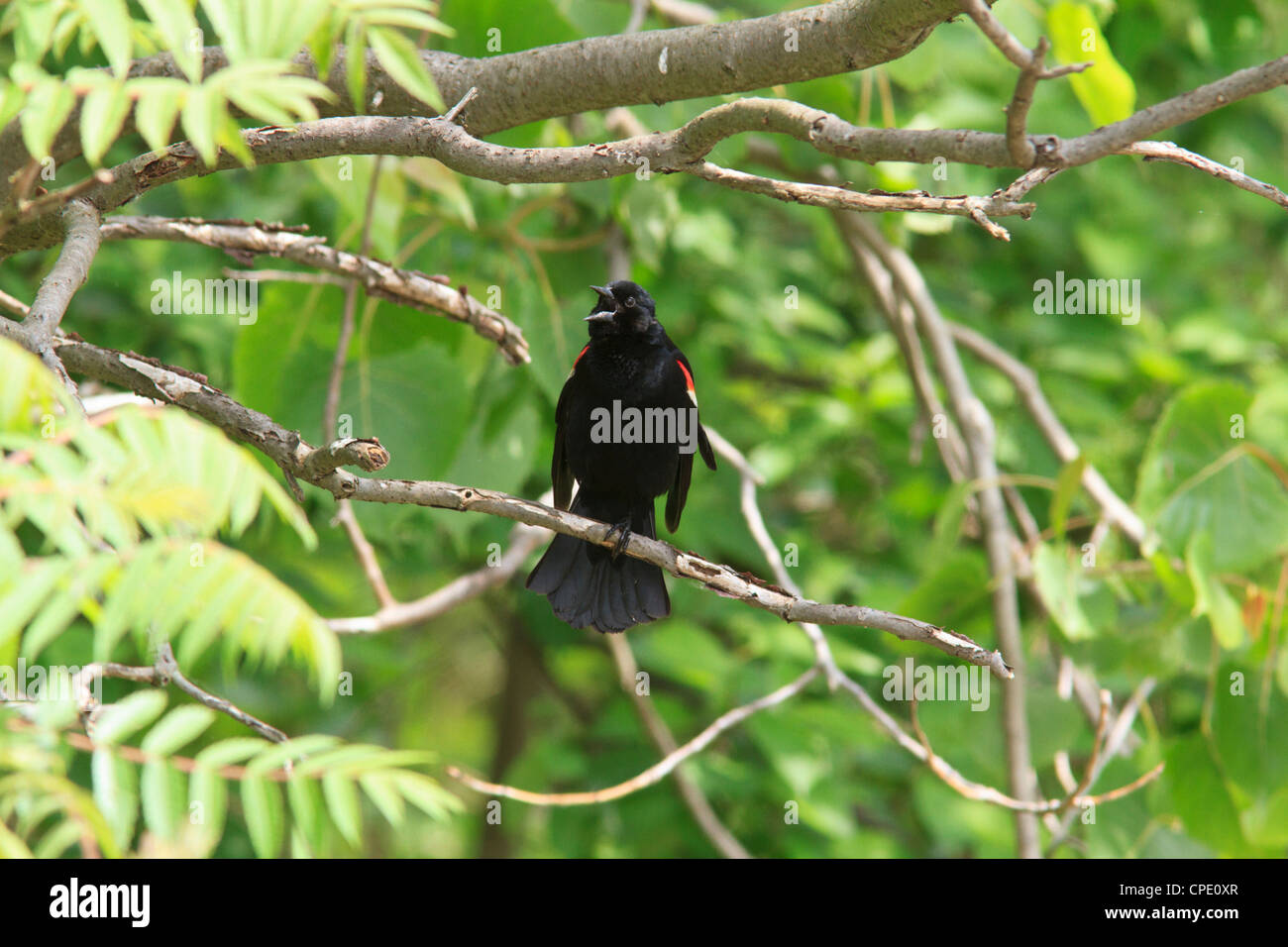 Blackbird singing tree hi-res stock photography and images - Alamy