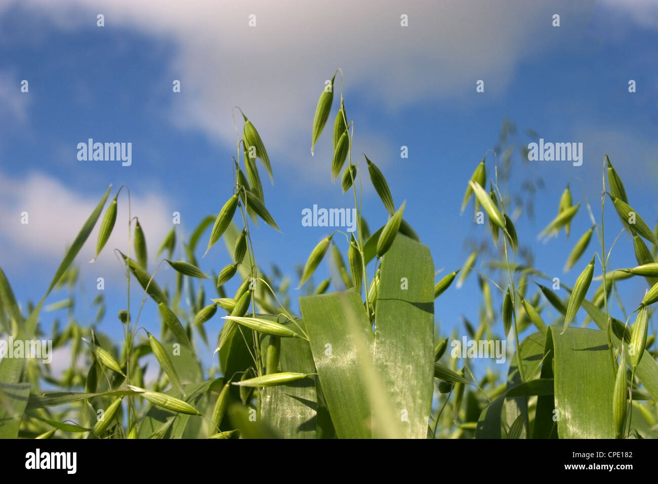 Close up of oat crop Stock Photo - Alamy