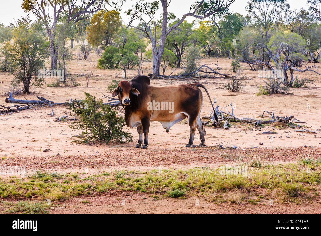 Brahma bull hi-res stock photography and images - Alamy