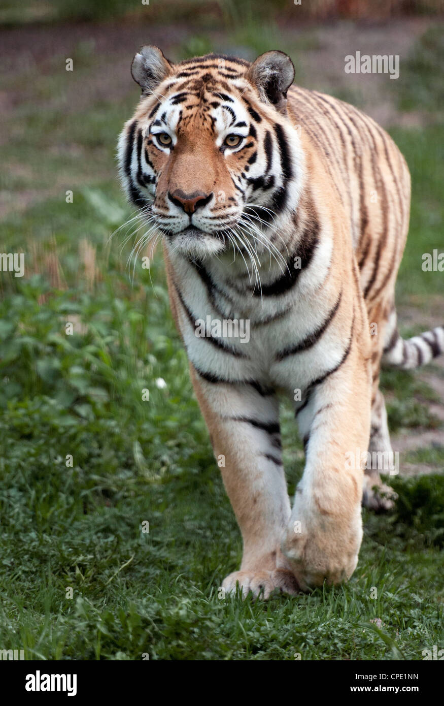 Tiger walking towards hi-res stock photography and images - Alamy