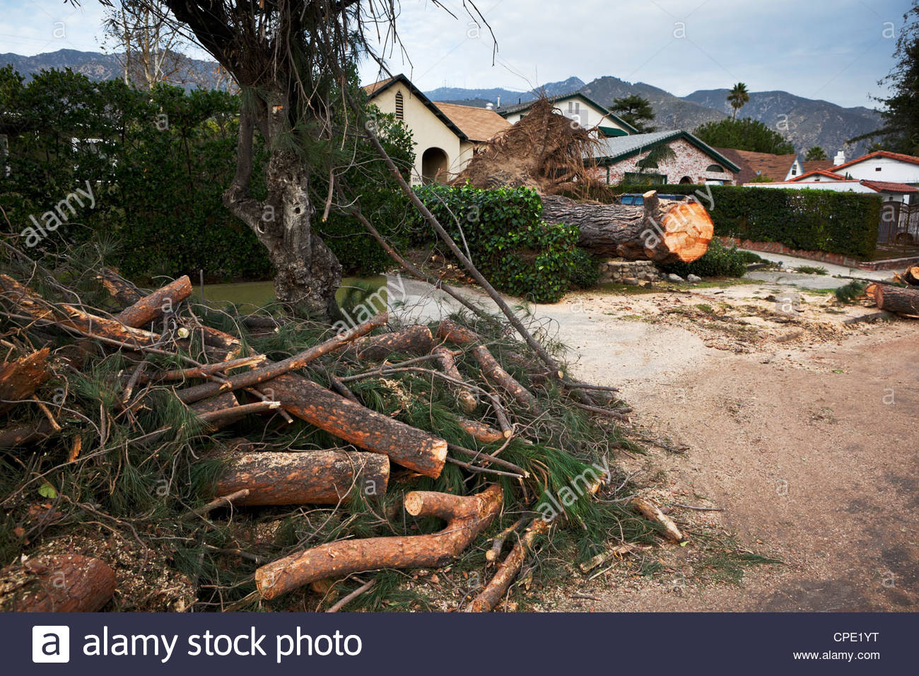 Storm Damage To Tree High Resolution Stock Photography and Images - Alamy
