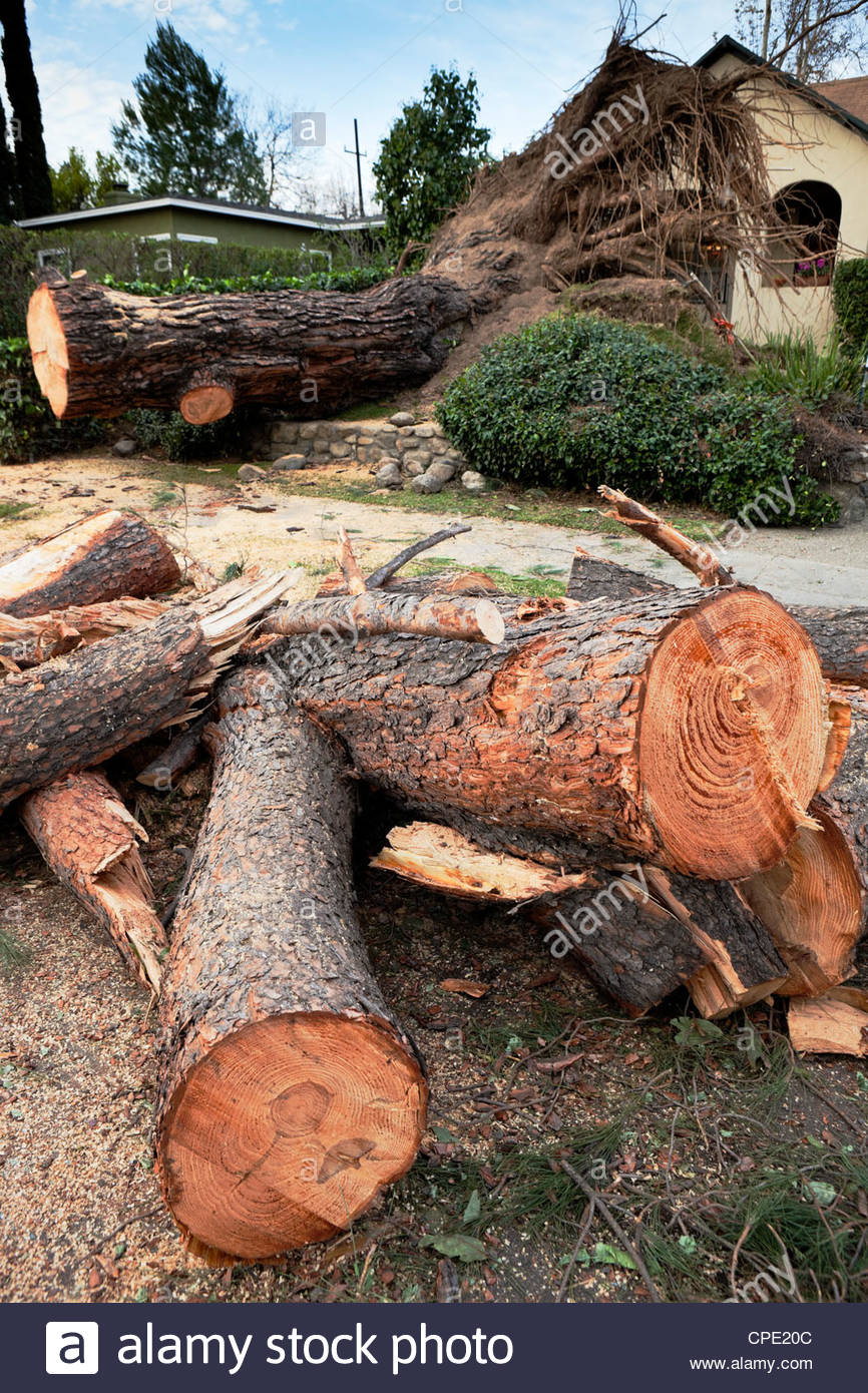 Wind Fallen Tree High Resolution Stock Photography and Images - Alamy