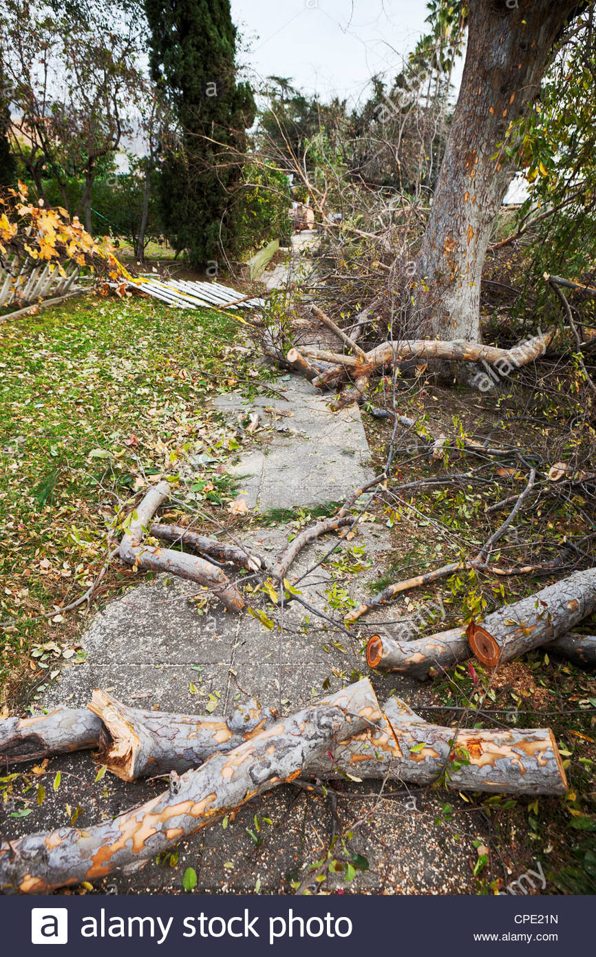 Dangers From Trees High Resolution Stock Photography and Images - Alamy
