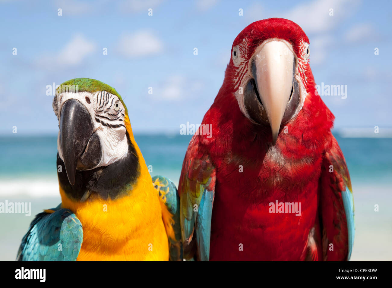 Colourful parrots, Punta Cana, Dominican Republic, West Indies ...