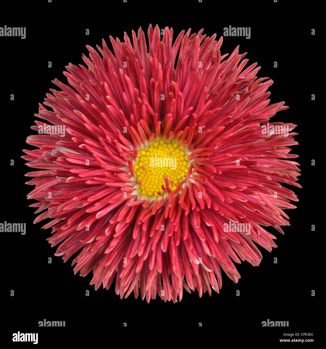 flower red daisy perennial Asteraceae English Daisy plant isolated on ...