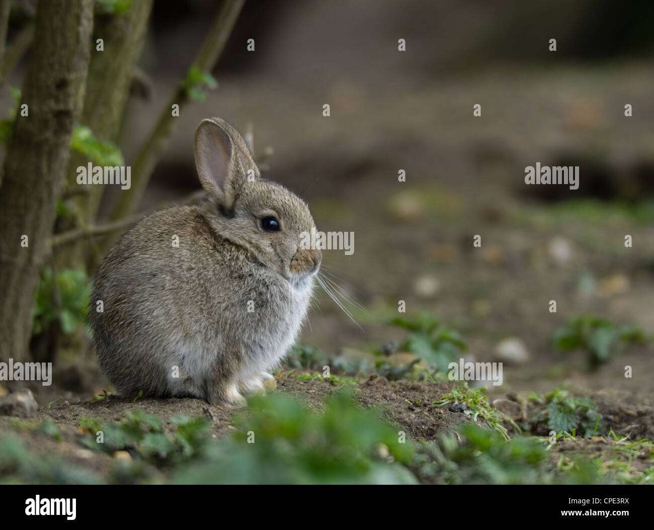 Rabbit Running Stock Photos & Rabbit Running Stock Images - Alamy