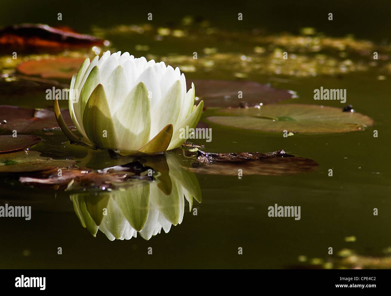 Lily lilies pond hi-res stock photography and images - Alamy