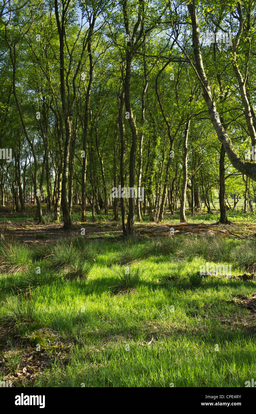 A group of trees on the Foulshaw Moss reserve Near Witherslack Cumbria ...